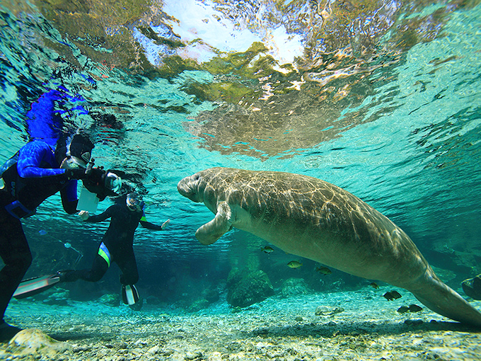 Face-to-face with Florida's gentle giants in crystal-clear springs. This underwater meet-and-greet beats any celebrity encounter, hands down. 