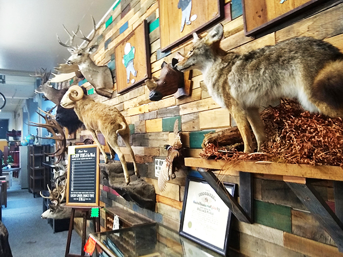 These deer have seen more warehouse deals than a Black Friday shopper, silently judging your purchasing decisions.