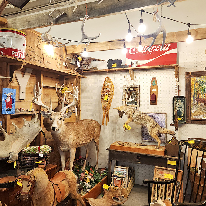 The taxidermy booth: where the wild things are... forever. Antlers, mounts, and vintage outdoor gear create a rustic hunter's paradise.