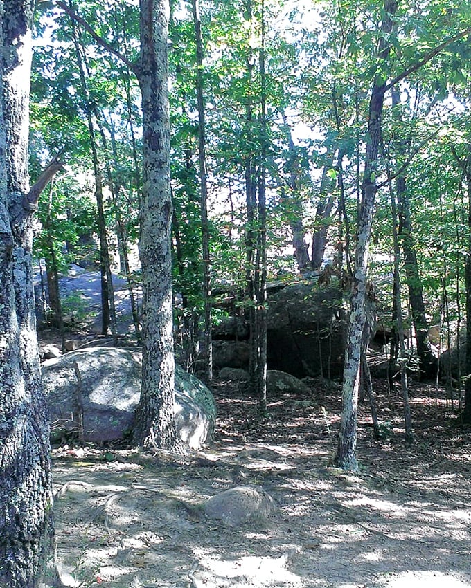 Dappled sunlight filters through the forest canopy, creating a natural spotlight on ancient boulders that have witnessed eons pass by.