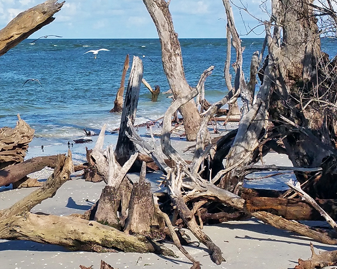 Nature's sculpture garden emerges where forest meets shore. These weathered sentinels have witnessed countless tides and hurricanes.