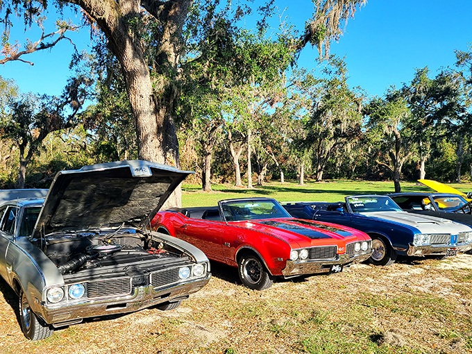Classic American muscle meets railroad history &ndash; car enthusiasts gather under Spanish moss-draped oaks during one of the museum's special events.
