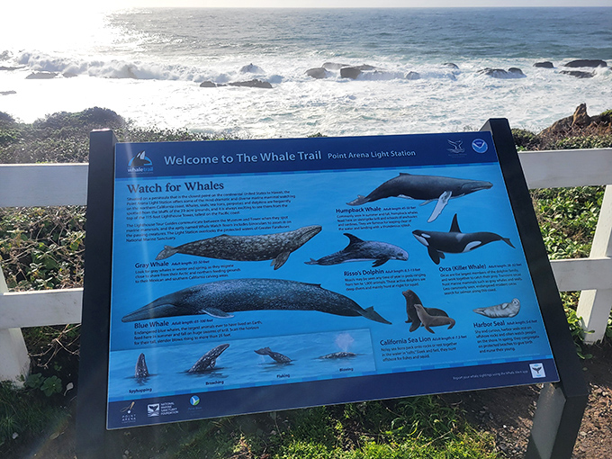 Nature's greatest show needs a playbill. This whale-watching guide transforms casual observers into amateur marine biologists within minutes.