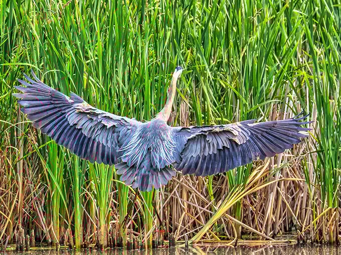 Great blue herons are just some of the wildlife you'll encounter in Canal Winchester's wetland areas. Nature's own welcoming committee.