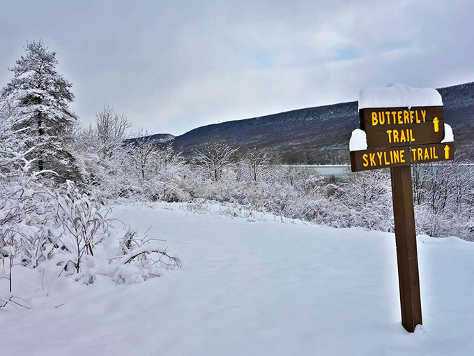 Winter transforms familiar trails into wonderlands. The Butterfly and Skyline trails hibernate under snow, waiting for spring's grand reopening.