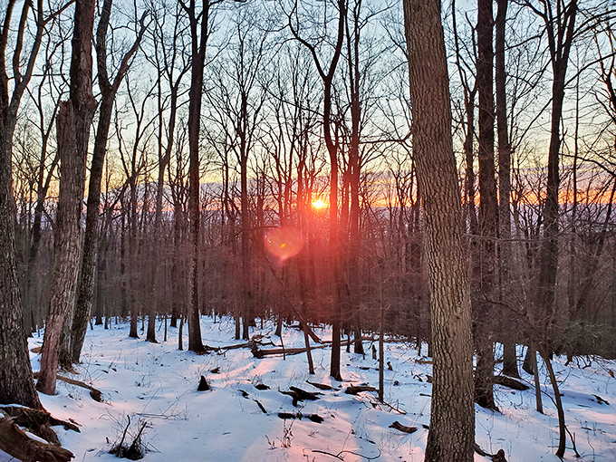 Winter's magic hour transforms the forest into a scene straight out of Narnia, minus the talking lion but with all the wonder.