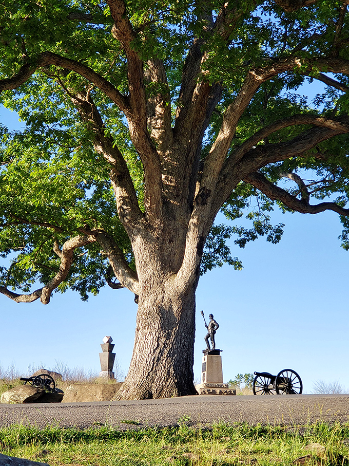 This magnificent witness tree has stood sentinel through centuries of peace and moments of war, its branches reaching toward a sky once filled with smoke.