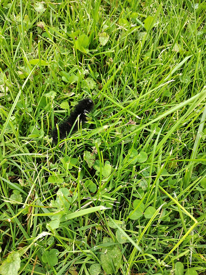 Even the tiniest creatures pay homage to the Big Cow&mdash;this woolly worm might be practicing to become the next big roadside attraction.