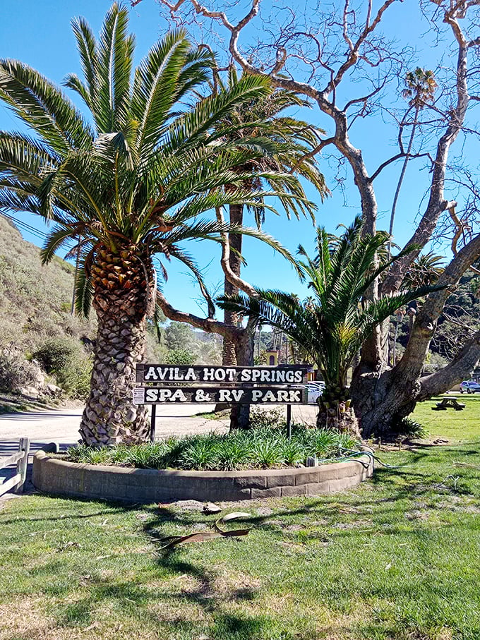 Palm trees and blue skies create the perfect Central Coast setting for this all-ages spring.