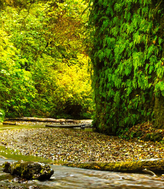 breathtaking fern wall california ftr