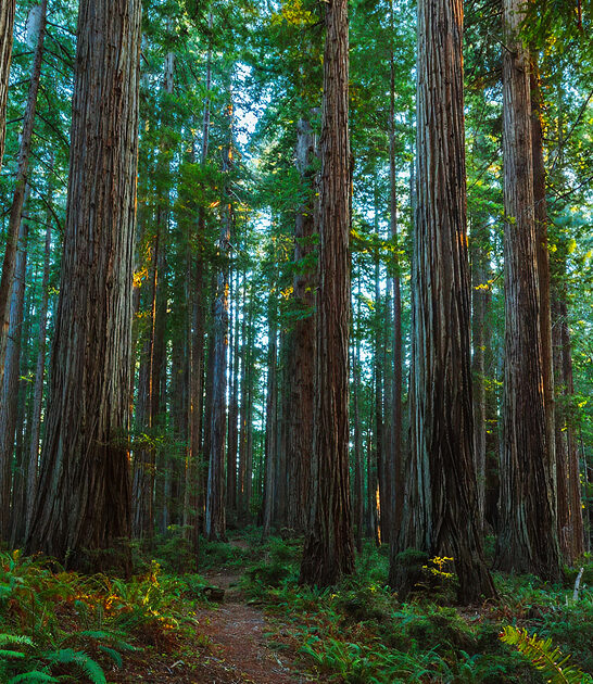 breathtaking nature lovers california ftr