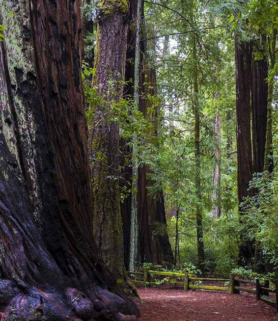 breathtaking redwood grove california ftr