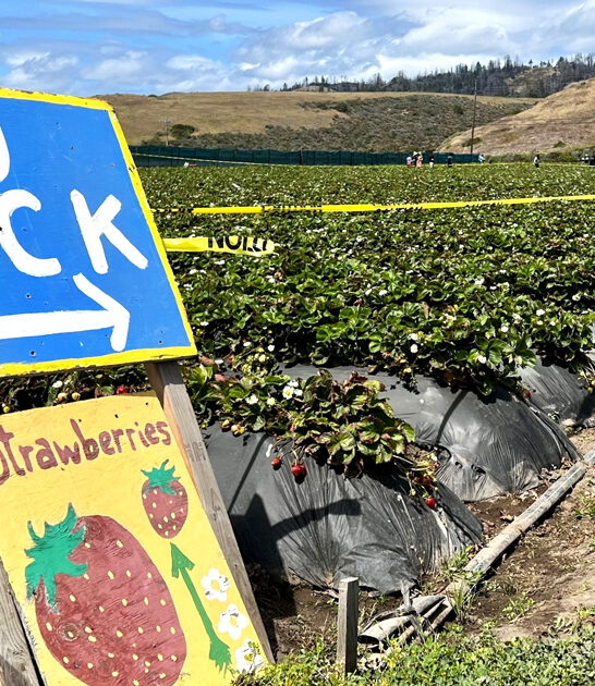 california humble strawberry farm ftr