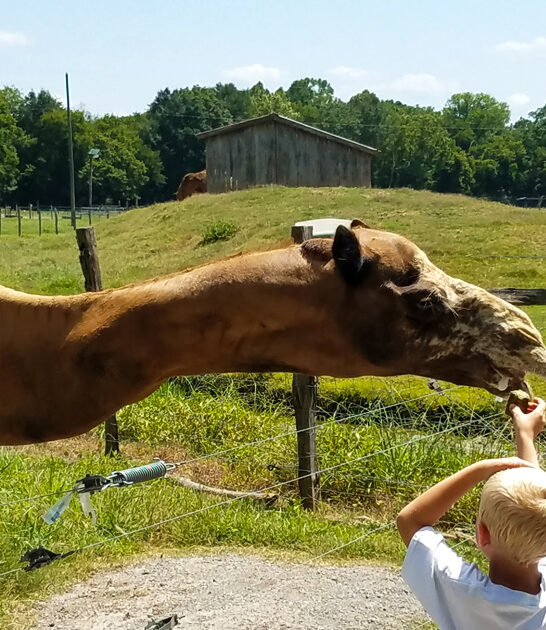 charming farm encounter georgia ftr