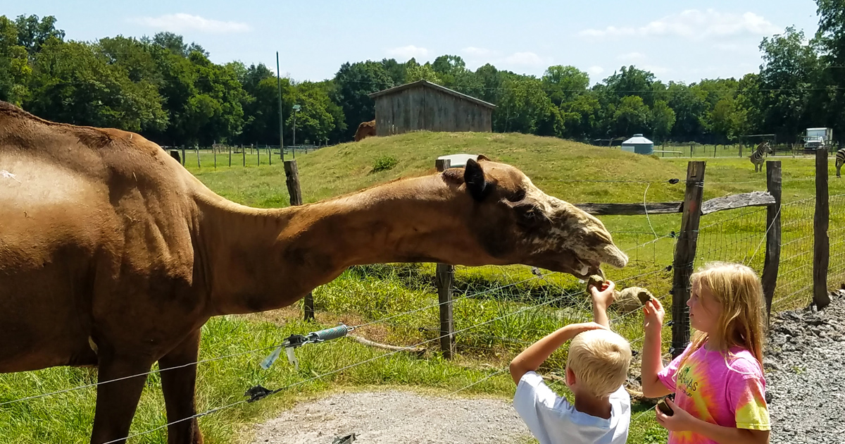 The Charming Farm In Georgia Where You Can Encounter With Friendly ...