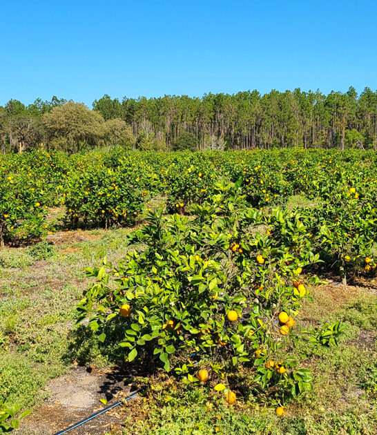citrus dreamy farm florida ftr