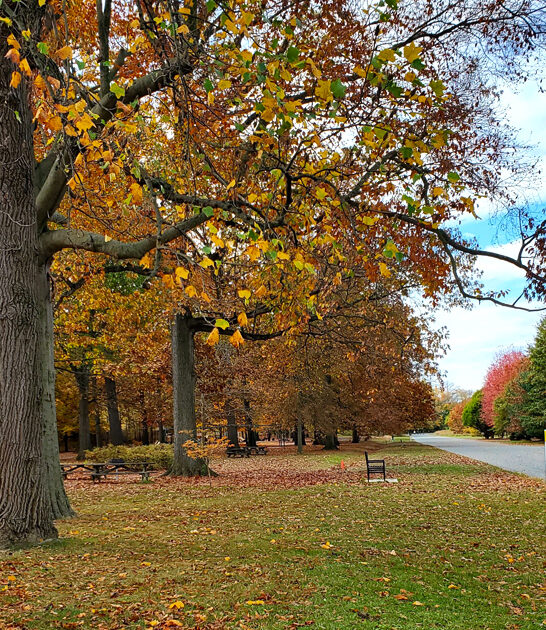 delaware park natural beauty ftr