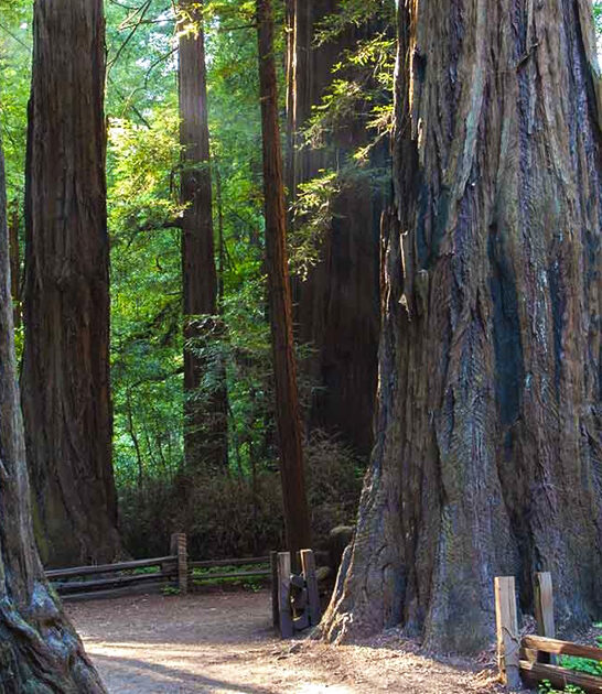 dreamy forest trail california ftr