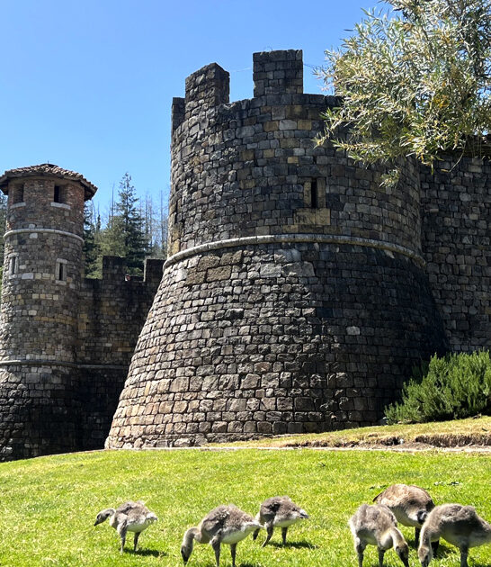 dreamy winery escape california ftr