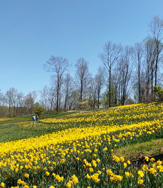 fairytale botanical garden georgia ftr