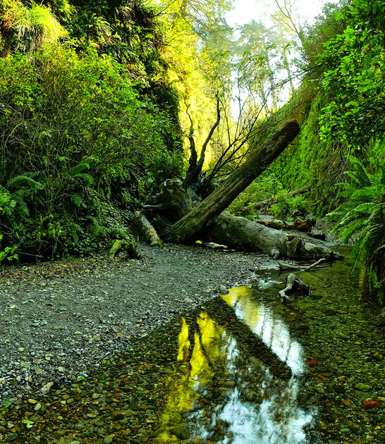 fern wall california best FTR