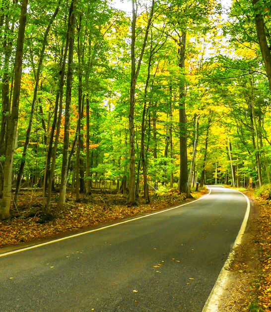 gorgeous tunnel trees michigan ftr