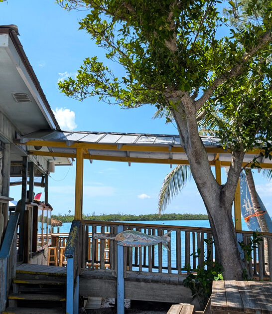 grouper bites shop florida ftr