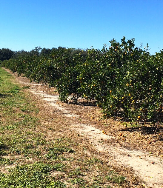 humble citrus grove florida ftr