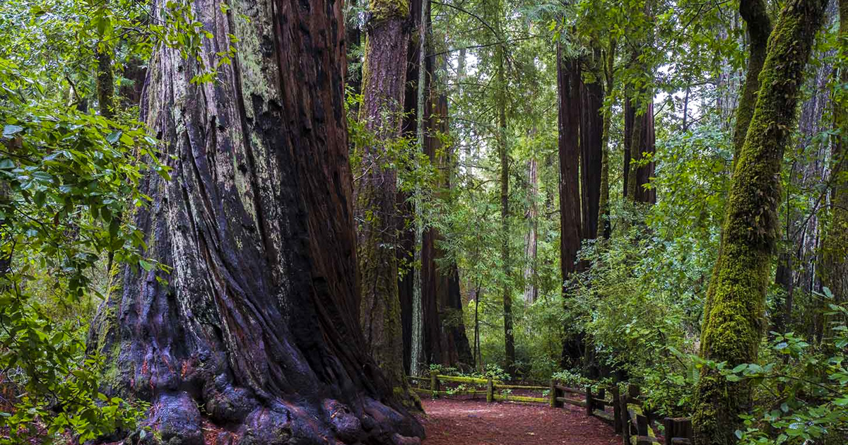 This Magical Redwood Grove In California Will Take You Straight To A ...