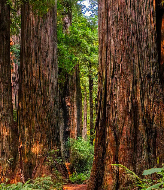 scenic redwood grove california FTR