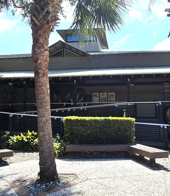 south carolina puppies hush ftr