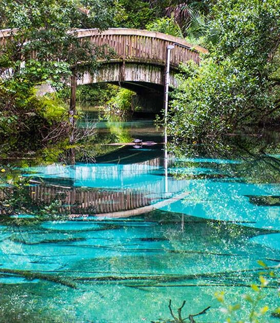 surreal natural spring florida ftr