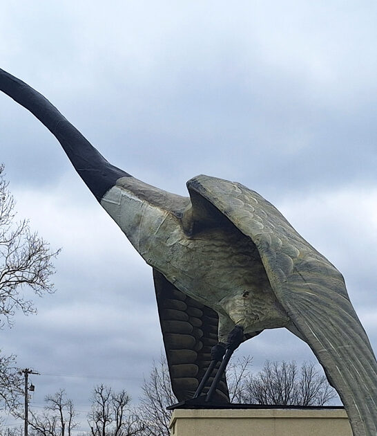 worlds largest goose missouri ftr
