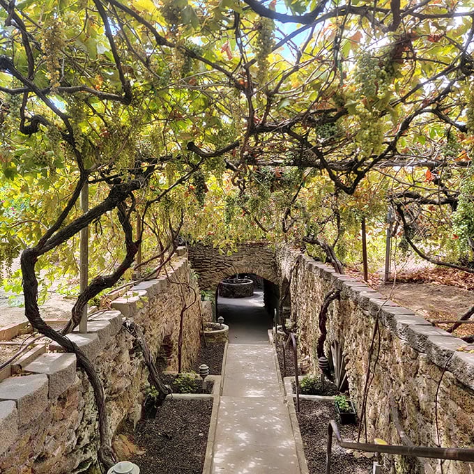 Grapevines create a living ceiling above stone pathways, offering a glimpse into this subterranean wonderland where nature and architecture embrace in perfect harmony.
