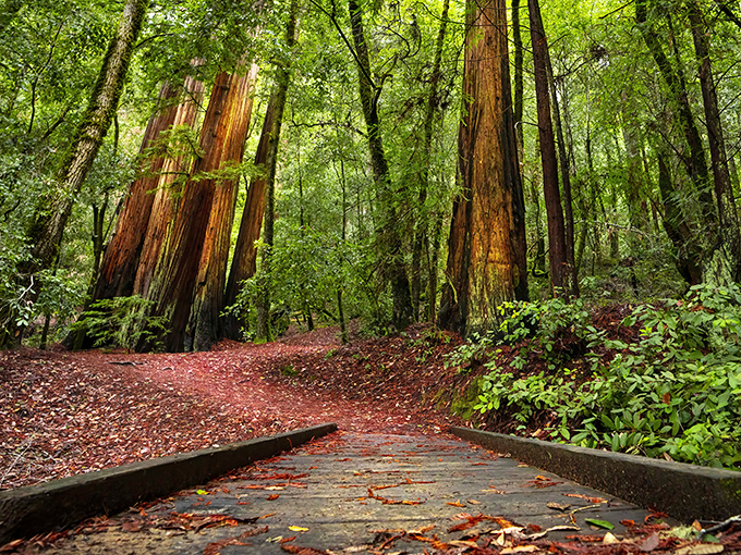 Nature's skyscrapers stand sentinel along a path strewn with russet leaves. The redwoods' silent majesty makes your everyday problems seem delightfully insignificant.