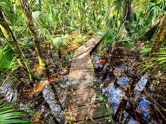 Nature's own masterpiece unfolds along the Hillsborough River, where crystal waters dance over ancient limestone and towering trees stand sentinel like patient guardians.