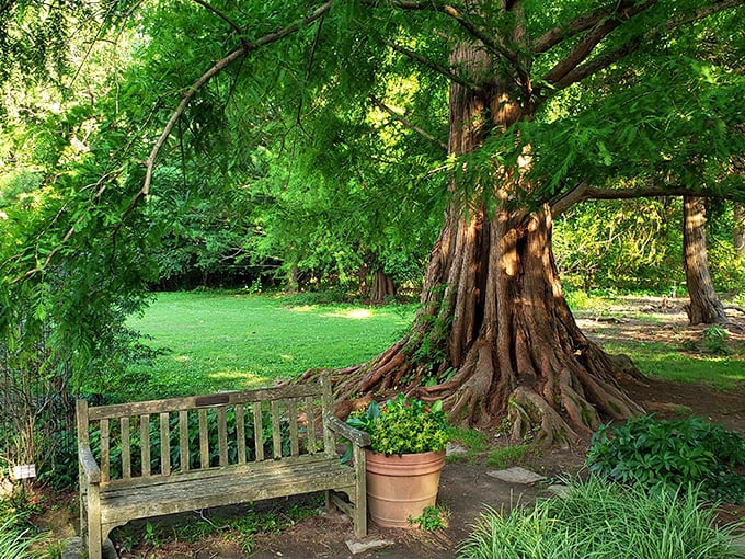 Nature's therapy session in progress: this ancient tree and weathered bench create the perfect spot for contemplating life's mysteries or just enjoying the shade.
