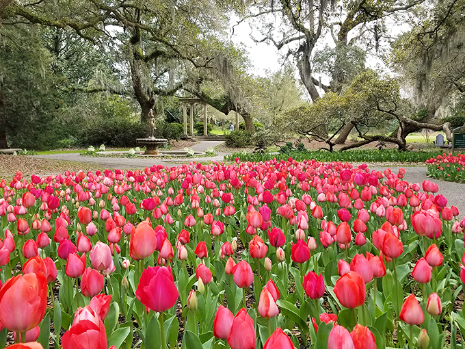 A sea of vibrant tulips creates nature's own red carpet, leading visitors through ancient oaks draped in Spanish moss like elegant chandeliers.