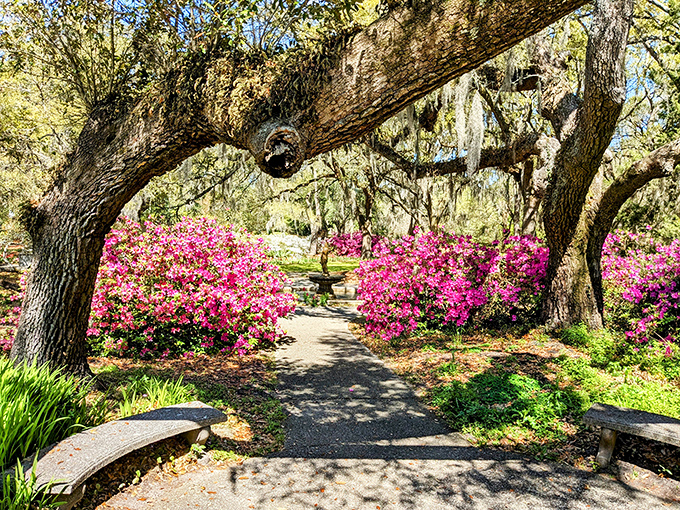 Nature's red carpet welcomes you, leading to an ancient live oak draped in Spanish moss&mdash;Southern hospitality at its most photogenic.