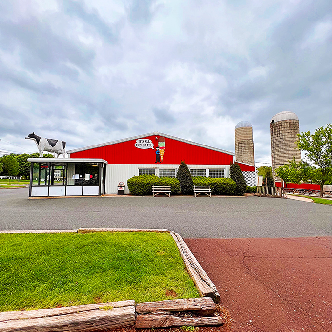 The iconic red barn of Freddy Hill Farms stands like a dairy cathedral against Pennsylvania skies, complete with the guardian cow statue keeping watch over ice cream pilgrims.