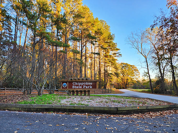 The James River shoreline at Chippokes offers a peaceful retreat where time seems to slow down. Nature's own beachfront property without the crowded umbrellas or overpriced cocktails.