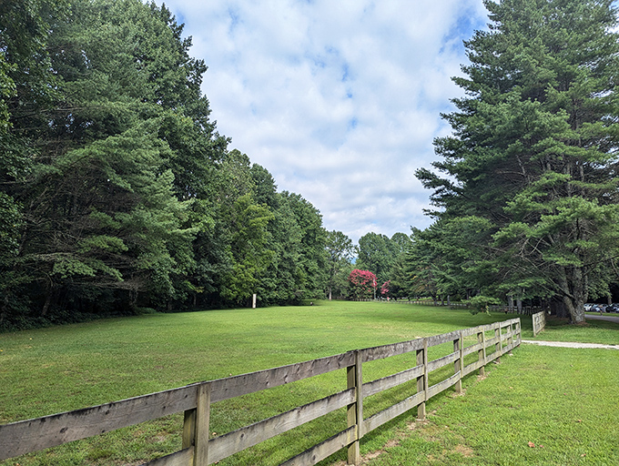 Nature's perfect lawn service at work. This open meadow surrounded by towering pines creates a scene straight out of a Bob Ross painting.