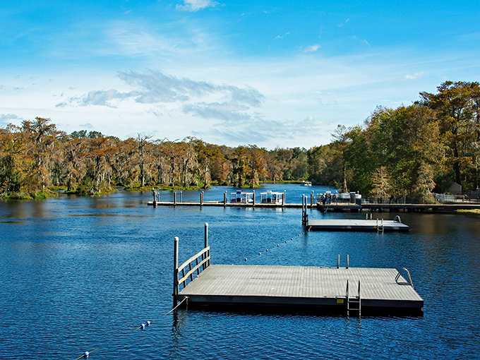 Nature's perfect postcard: crystal-clear waters meet Spanish moss-draped cypress trees at Wakulla Springs, where swimming platforms invite you to dive into Florida's liquid magic.