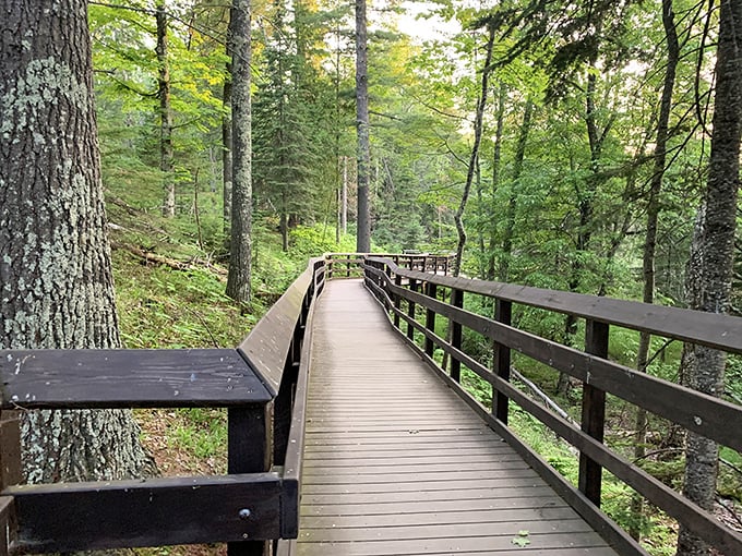 Nature's red carpet treatment: a wooden boardwalk invites you into a forest cathedral where sunlight plays hide-and-seek through ancient pines. Silence has never sounded so good.
