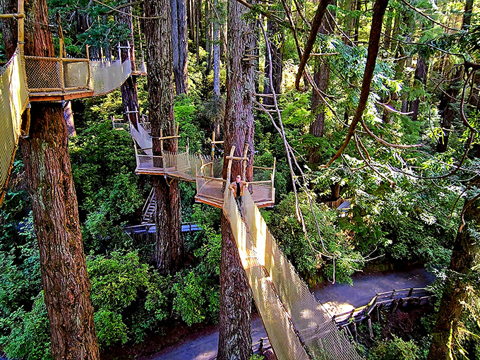 The suspended walkway winds through ancient redwoods like nature's own highway system, offering views that make skyscrapers seem like toothpicks by comparison.