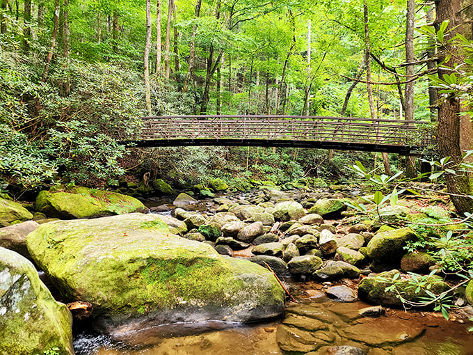 Fall's golden palette transforms Jones Gap into nature's art gallery. The crisp mountain air practically begs you to follow that winding path into autumn's embrace.