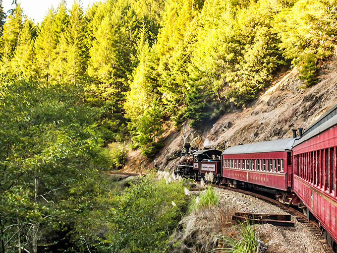 The iconic red carriages of the Skunk Train wind through sun-dappled redwood forests, offering a glimpse into California's majestic wilderness that no highway can provide.