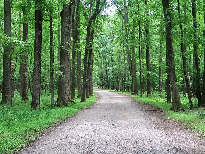 Nature's cathedral awaits on this tree-lined path, where sunlight filters through leaves like stained glass windows in a woodland church.