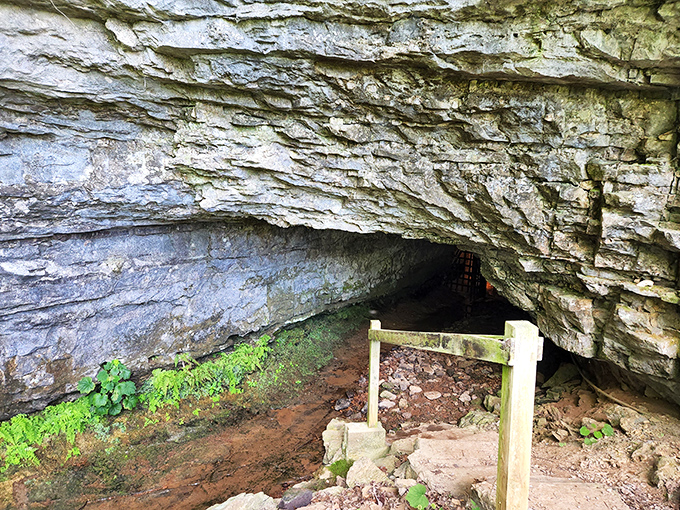 The entrance beckons with an eerie iron gate, like nature's own haunted doorway into Tennessee's most infamous supernatural hotspot.