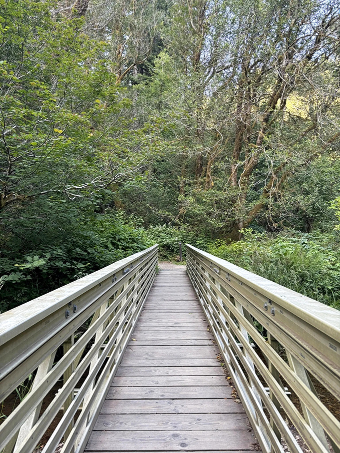 When autumn decides to paint a masterpiece, Golden Falls becomes the star of nature's most spectacular art show.